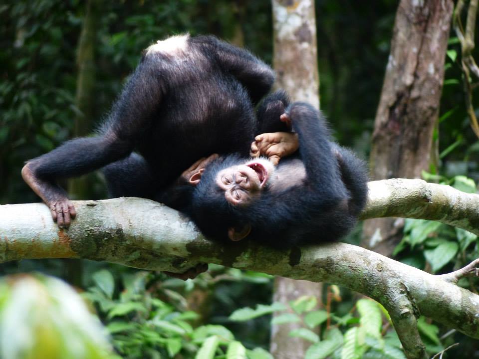 Cognition and Culture in Chimpanzee Play | Homepage Alex Mielke